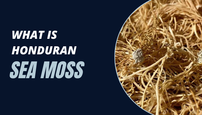 What is Honduran Sea Moss: Unveiling the Ocean's Nutritional Treasure ...