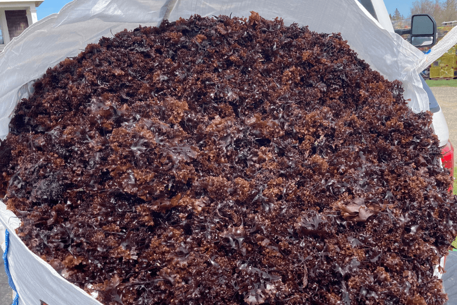 Sea Moss - Seaweed Kings