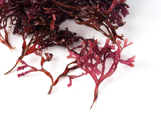 Seaweed Kings - No. 1 Bulk and Retail Seaweed Company from Maine