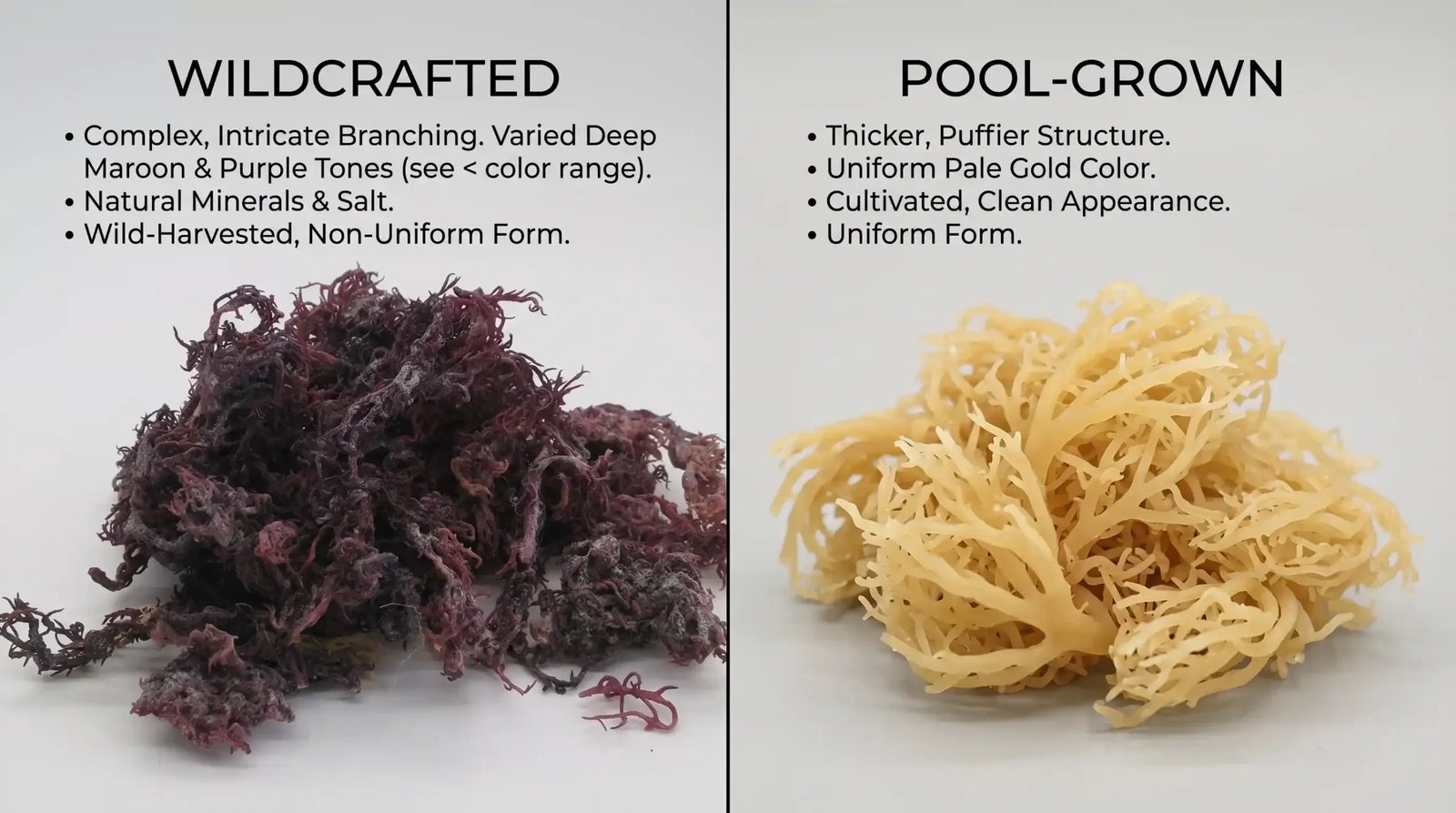 Wildcrafted Sea Moss vs Pool Grown | How to Spot Fake Moss – Seaweed Kings